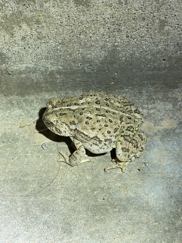 Woodhouse's Toad from W Avenue G, Muleshoe, TX, US on September 17 ...