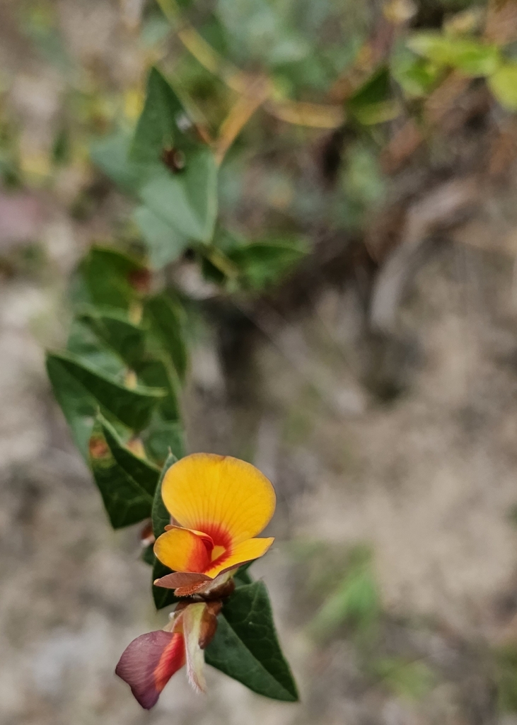 Common Flat-pea from Belgrave South VIC 3160, Australia on September 18 ...