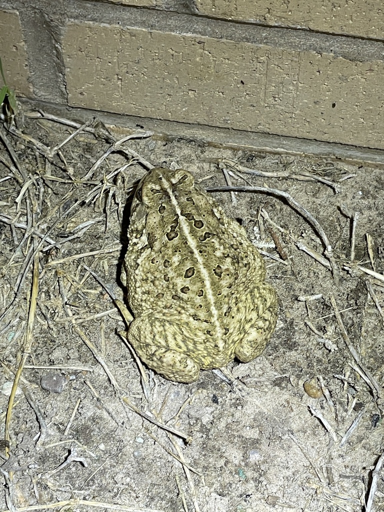 Woodhouse's Toad from W Fifth St, Muleshoe, TX, US on September 17 ...