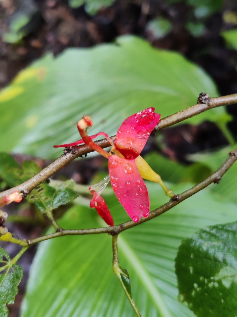 East Indian screw tree from Konkan Division, Maharashtra, India on ...