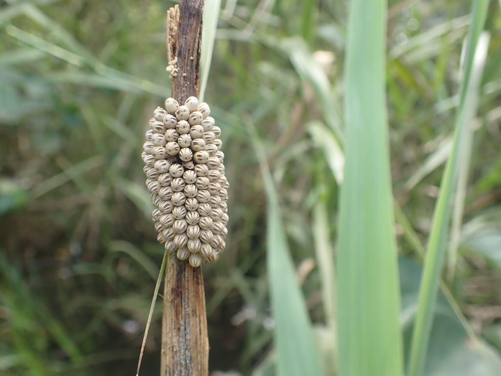 Asian Giant Water Bug from 台灣苗栗縣 on September 11, 2023 at 10:38 AM by ...