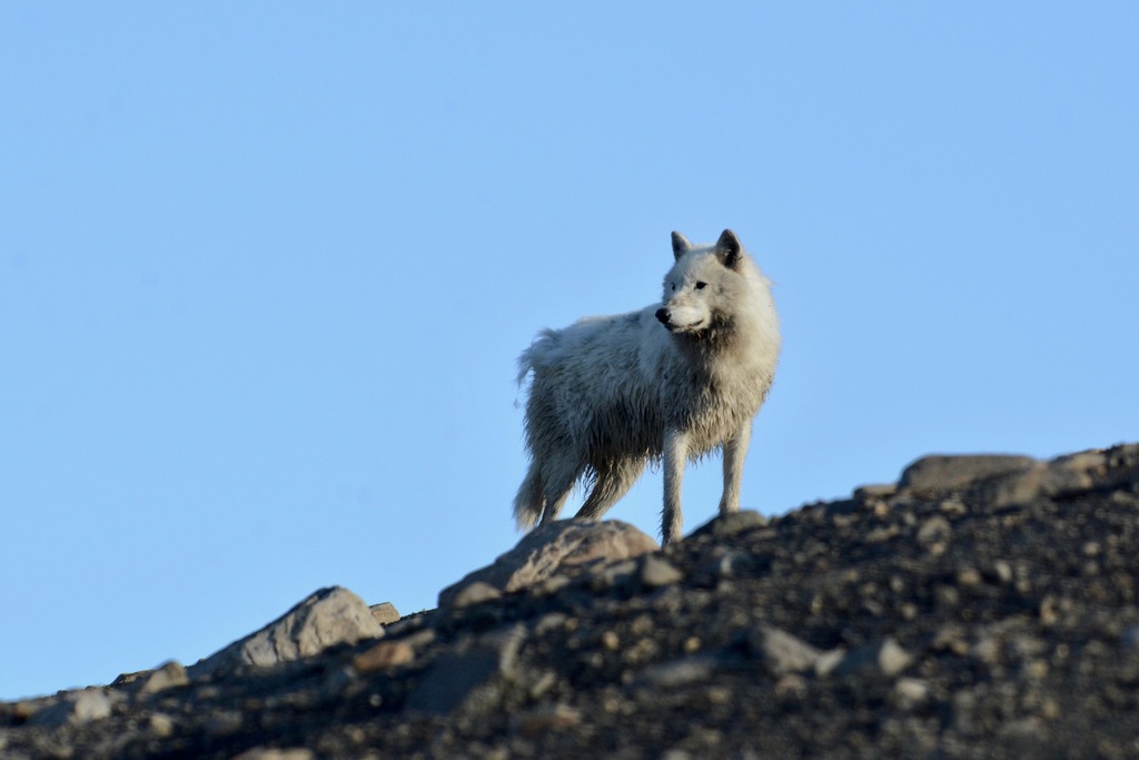 Arctic Wolf from Baffin Region, NU, Canada on July 28, 2018 at 09:14 PM ...