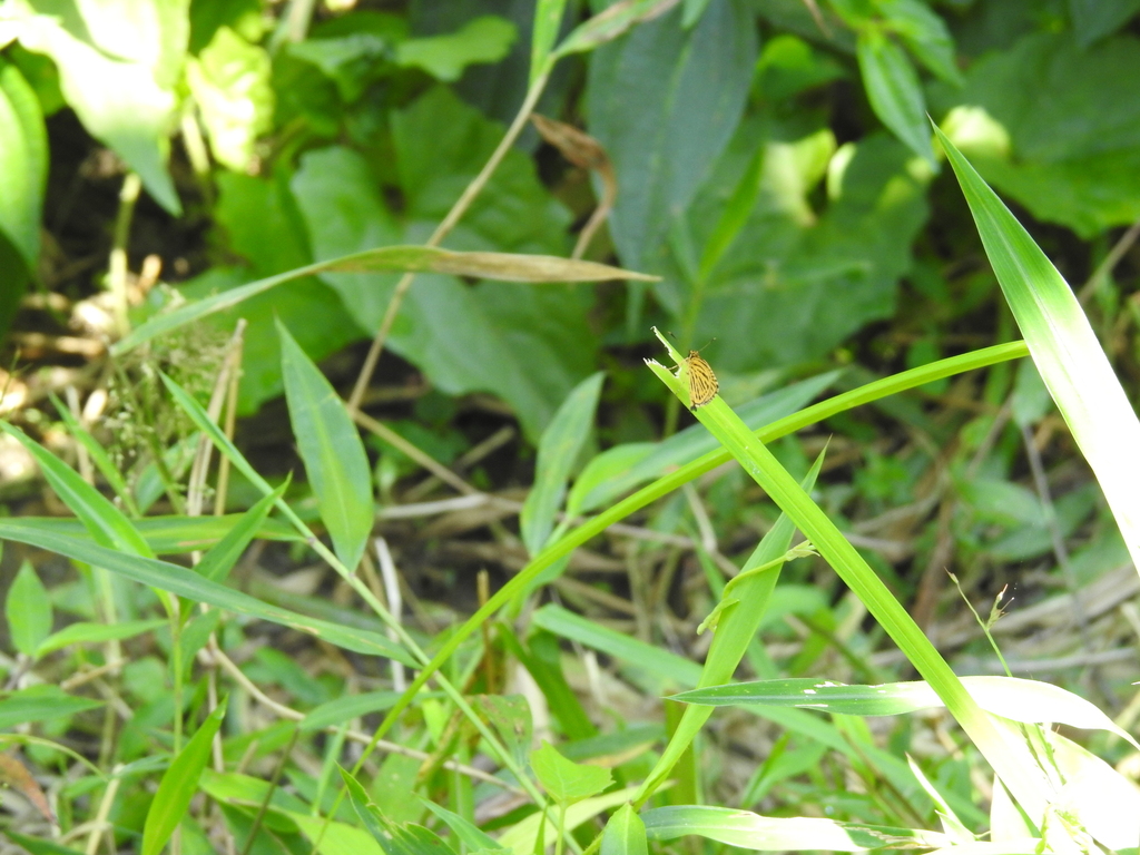 Tiger Hopper from Gangtok, Sikkim, India on September 17, 2023 at 10:56 ...