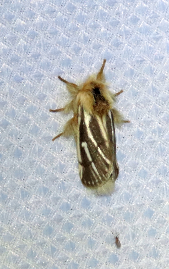 Bag-shelter Moth from Alpha QLD 4724, Australia on September 9, 2023 at ...