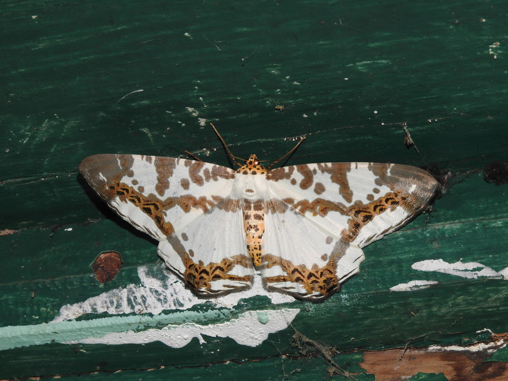 Dalima metachromata from Darap, Sikkim 737113, India on September 14 ...