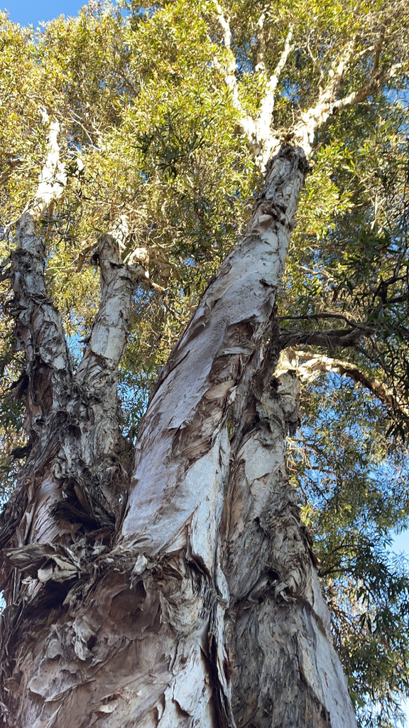 Broad-leaved paperbark from Fortitude Valley on September 18, 2023 at ...