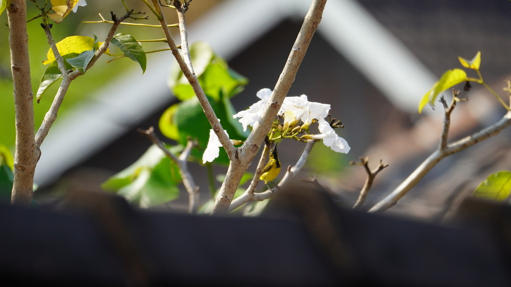 Ornate Sunbird from Karanganyar Regency, Central Java, Indonesia on ...