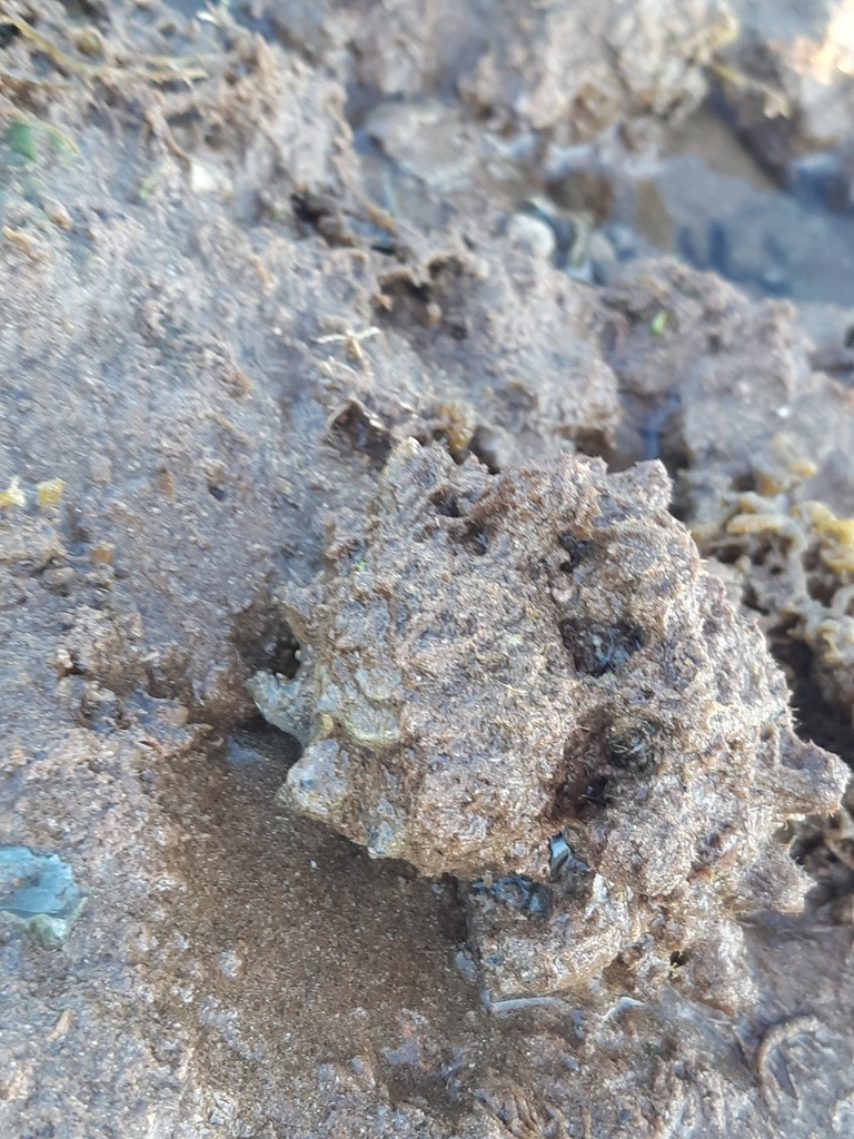 Lacinate Dolphin Shell from Port Hedland, WA, Australia on September 17 ...