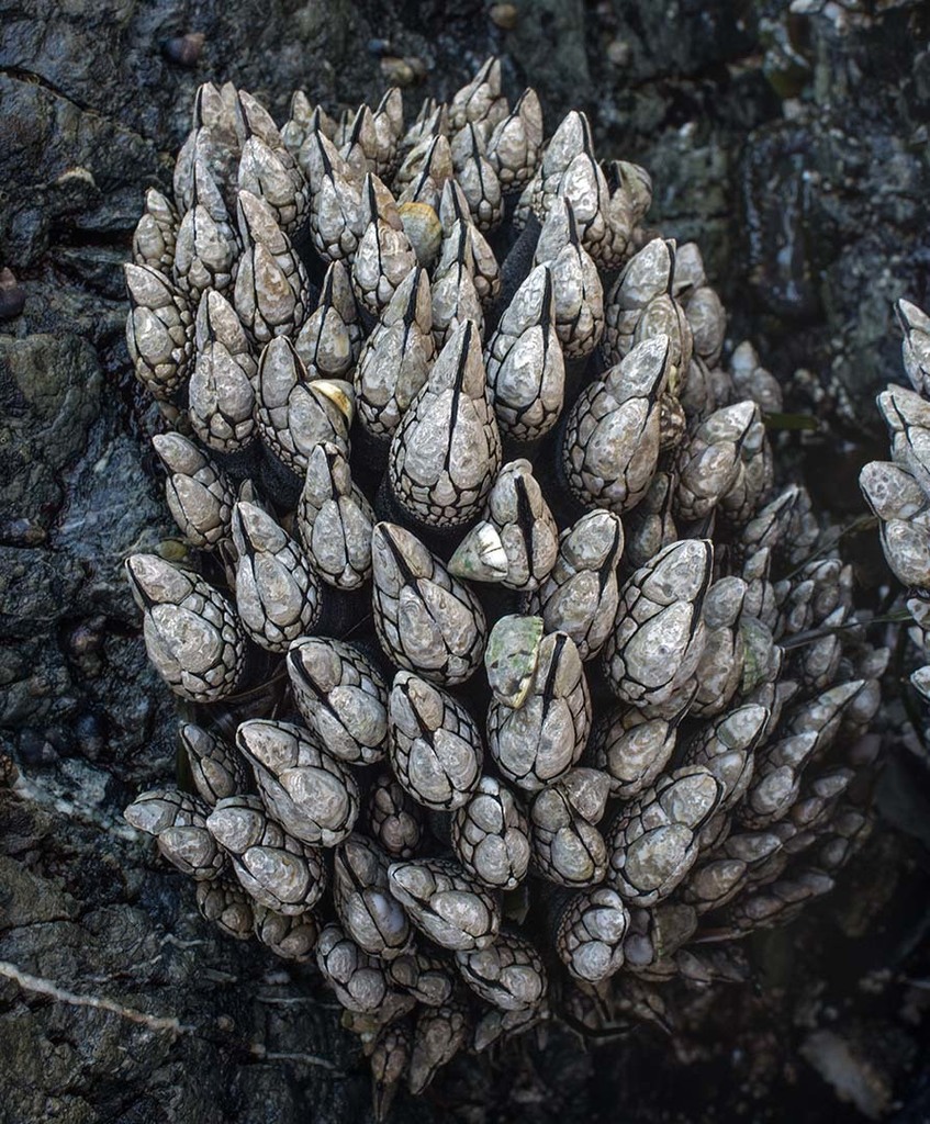 Pollicipes pollicipes (Intermareal mediterráneo. Mediteranean ...