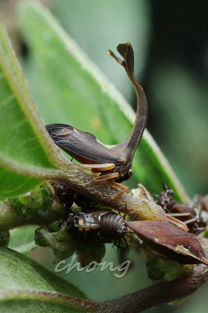 Hypsauchenia from 马来西亚沙巴哥打贝卢 on July 17, 2023 at 02:46 PM by 虫虫 ...