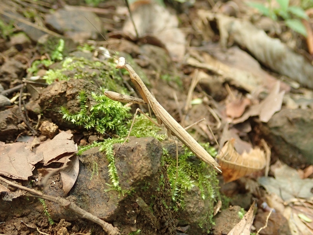 Statilia maculata maculata from 日本、〒243-0213 神奈川県厚木市飯山 on September 17 ...