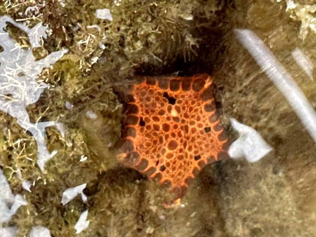 Common Biscuit Star from Western Port, San Remo, VIC, AU on January 28 ...