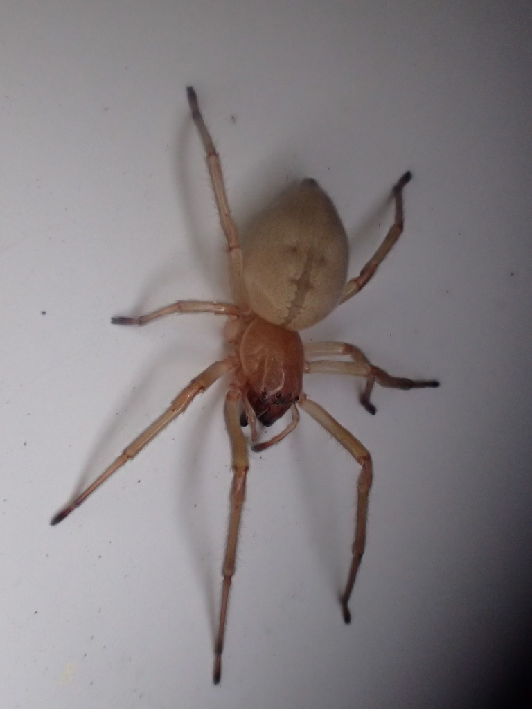Long-legged Sac Spiders in September 2023 by Mark Hura · iNaturalist