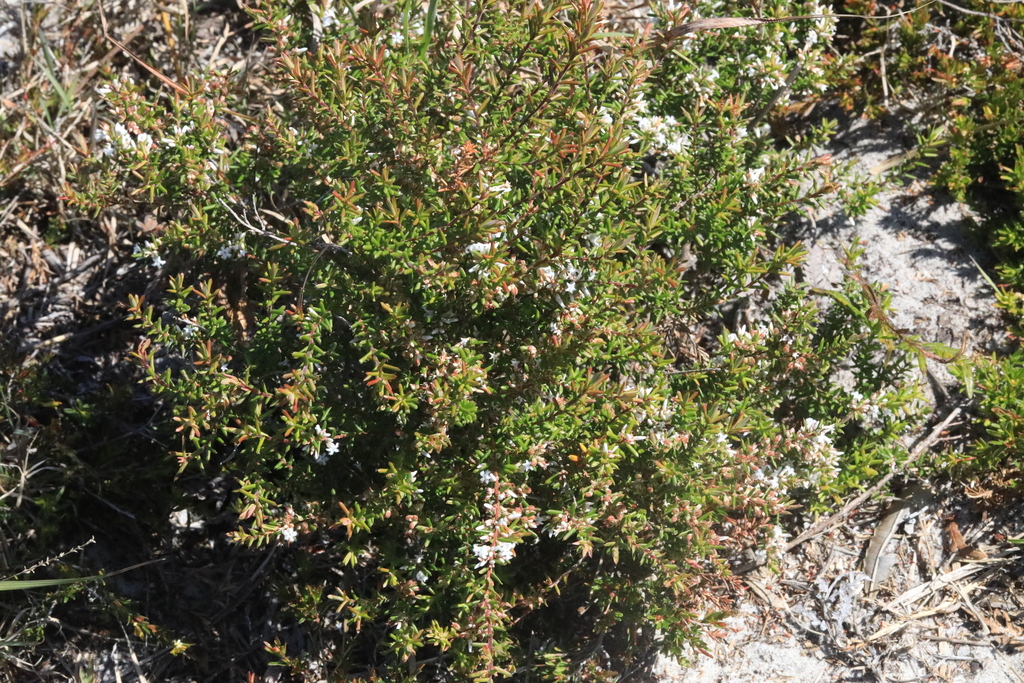 Bearded Heath from Wooli NSW 2462, Australia on September 13, 2023 at ...