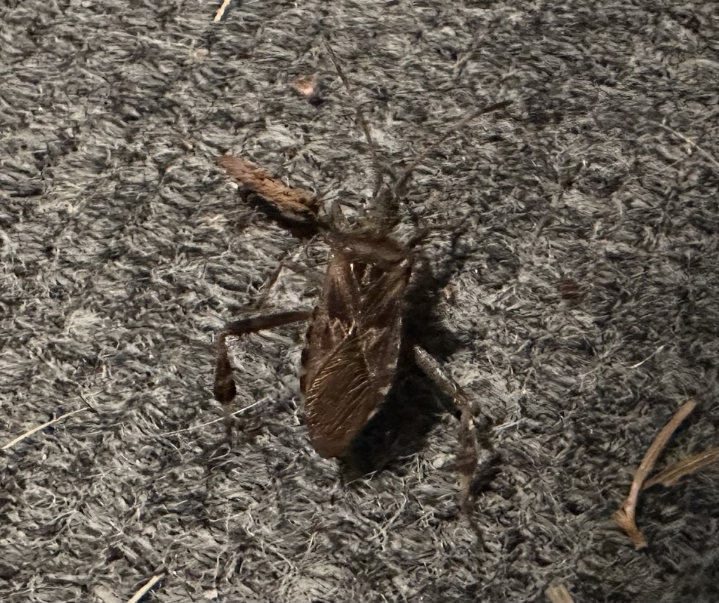 Western Conifer Seed Bug from Britton Rd, Bellingham, WA, US on ...