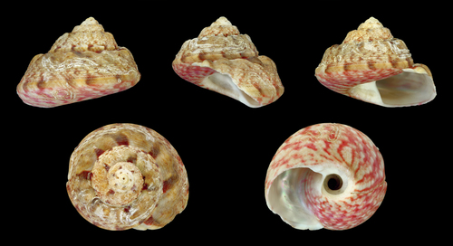 Turban Topshell (Gibbula magus) · iNaturalist