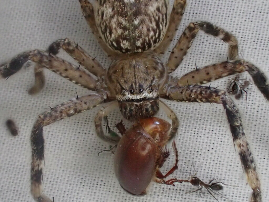 Badge Huntsman Spiders from 30km E by N of Swan Reach, S. AUST on ...