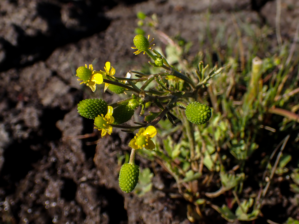 Ranunculus sceleratus multifidus in August 2023 by Ocean Fleskes ...