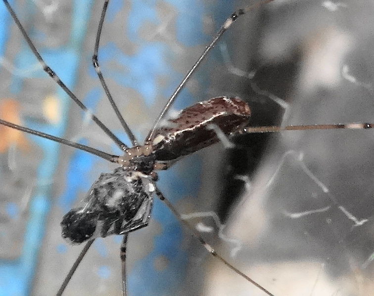 Cellar Spiders from Scottburgh South, Scottburgh, 4180, South Africa on ...