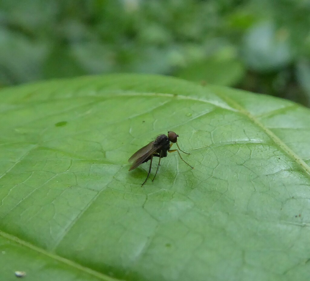 Snipe Flies from Isulan, Sultan Kudarat, Philippines on August 12, 2023 ...