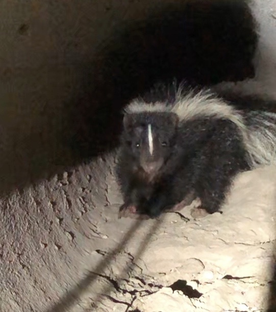 Striped Skunk from George Bush Park, Houston, TX, US on September 18 ...