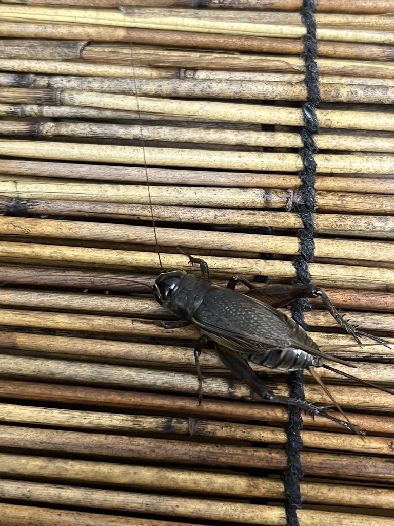 Emma Field Cricket in September 2023 by furret · iNaturalist