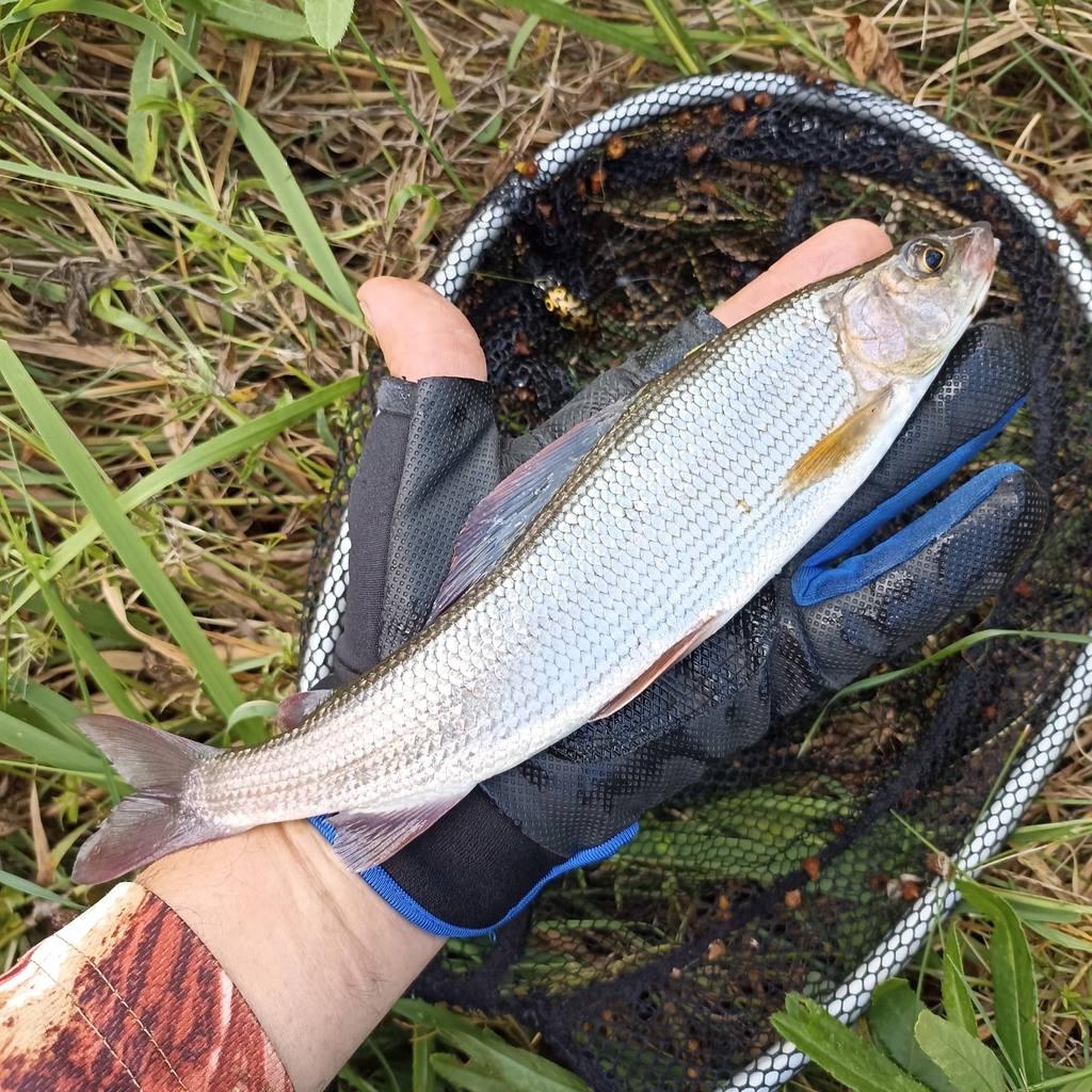 European Grayling in September 2023 by Vadim Prokhorov · iNaturalist