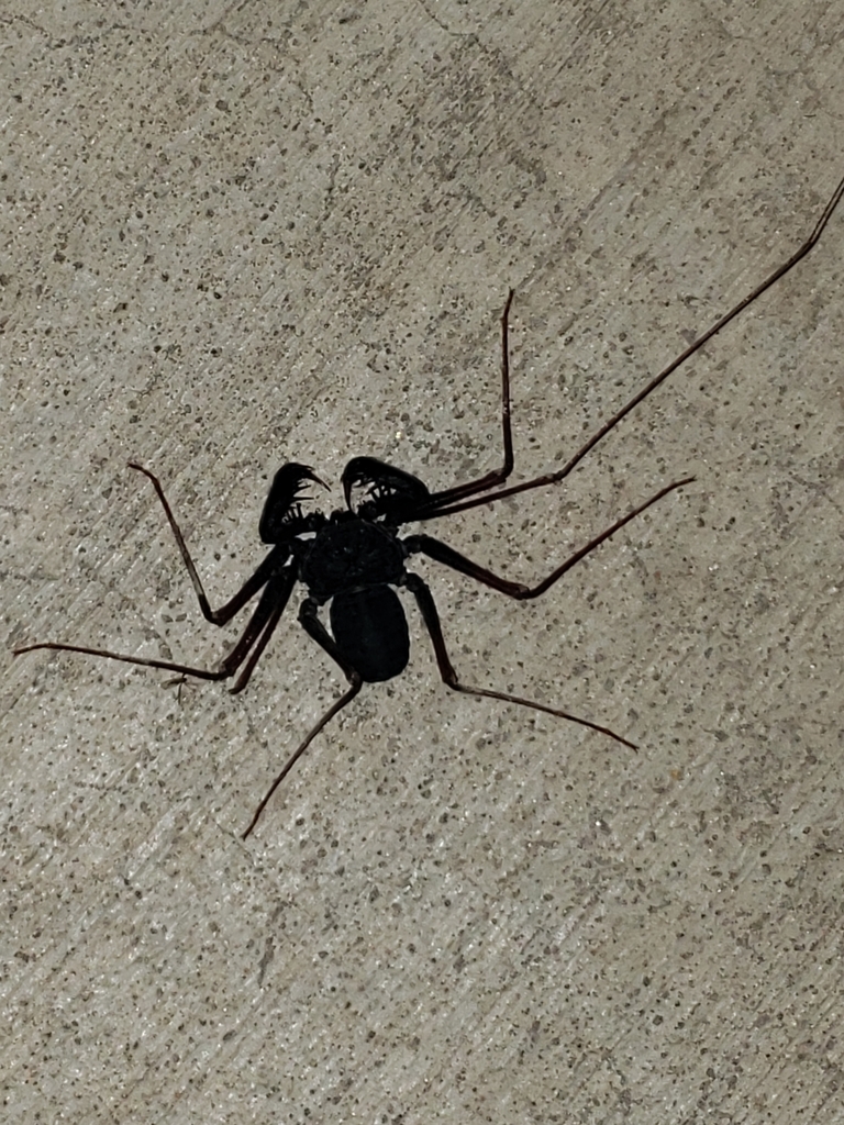 Arizona Tailless Whip Scorpion from Bullhead City, AZ 86442, USA on ...