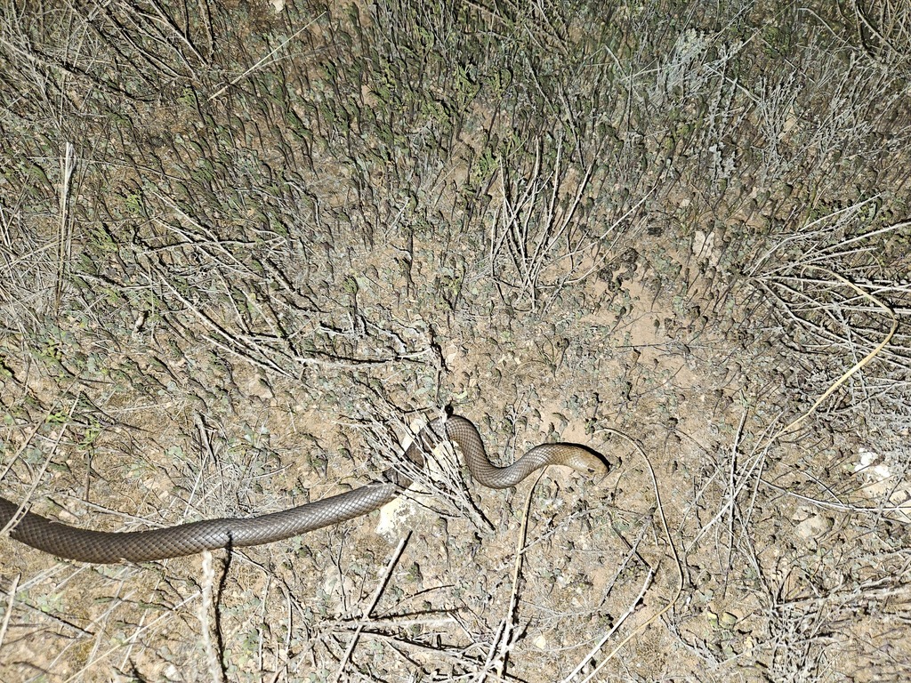 Eastern Brown Snake from 30km E by N of Swan Reach, S. AUST on ...
