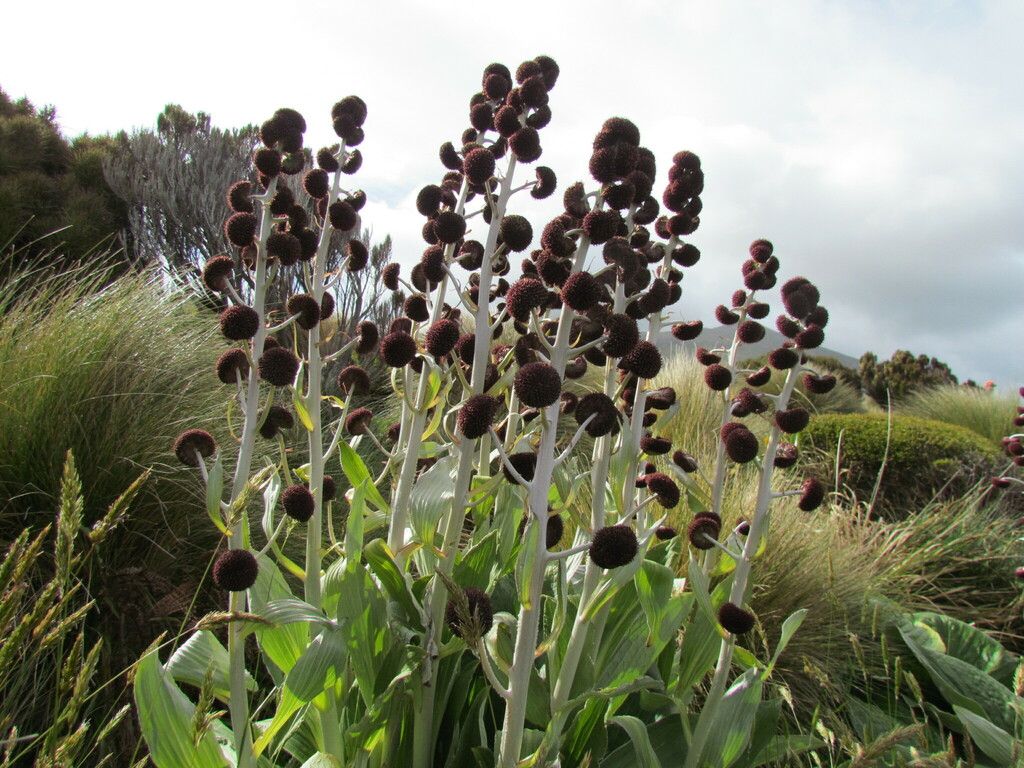 Pleurophyllum criniferum in January 2012 by ian dench · iNaturalist