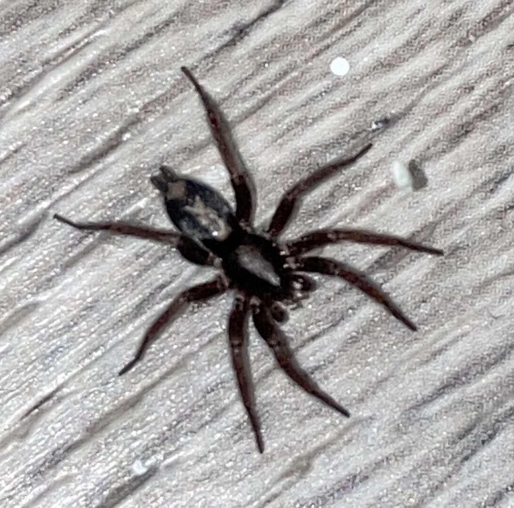 Eastern Parson Spider from Dover Cir, Arvada, CO, US on September 18 ...