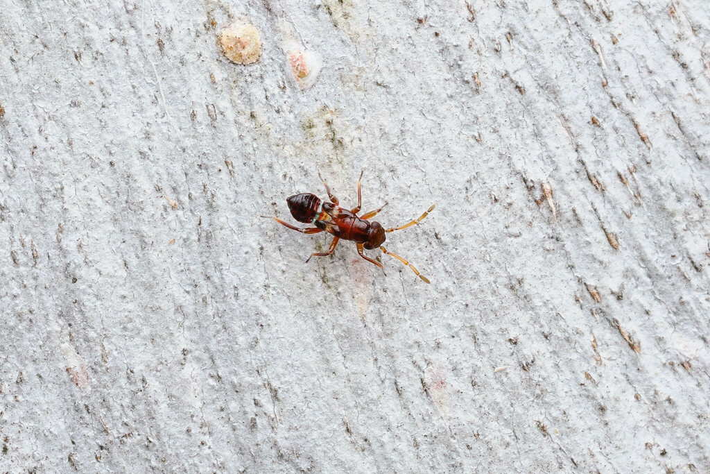 Plant Bugs from Lake Atkinson, Atkinsons Dam QLD 4311, Australia on ...