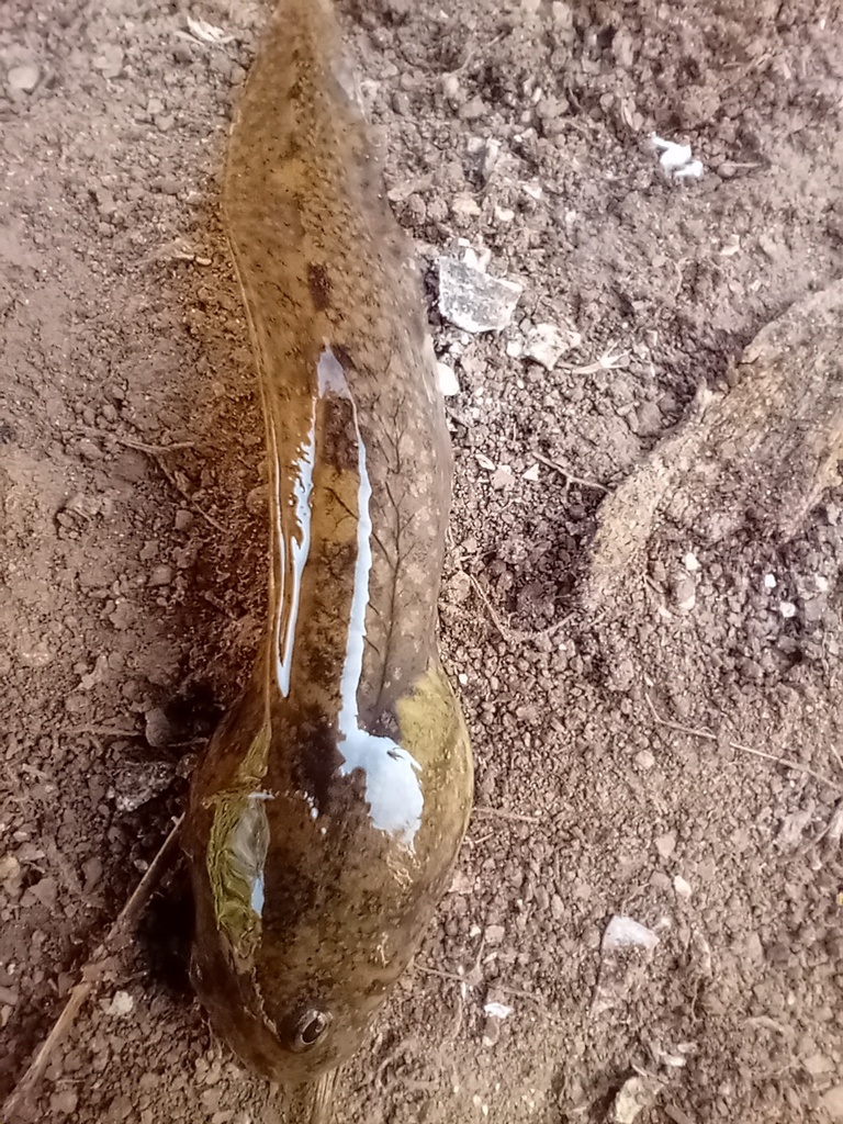 Senegal Running Frog from Mzimba, Malawi on September 16, 2023 at 07:10 ...