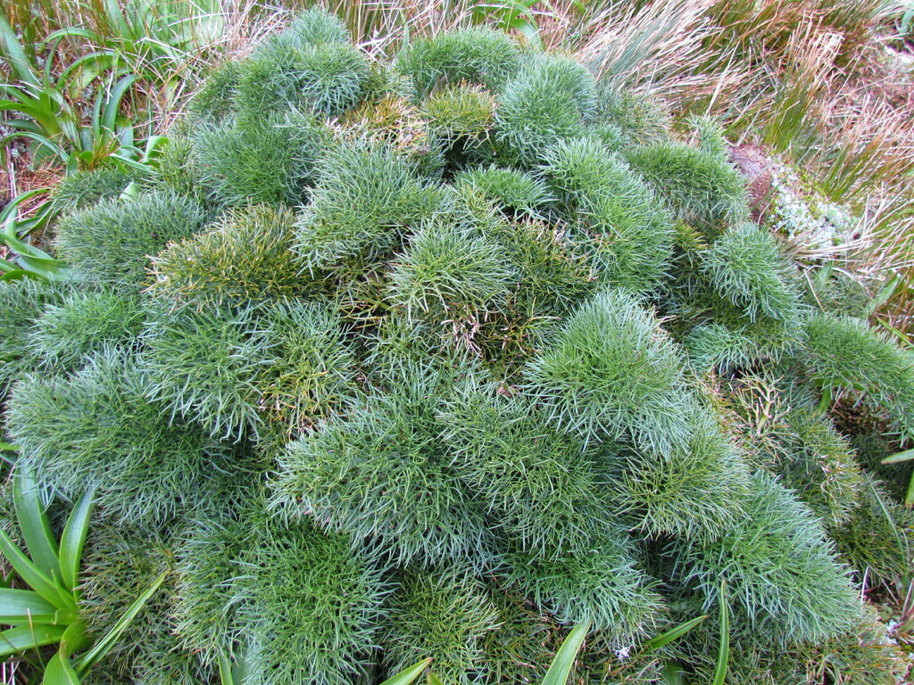 Anisotome antipoda in January 2012 by ian dench · iNaturalist