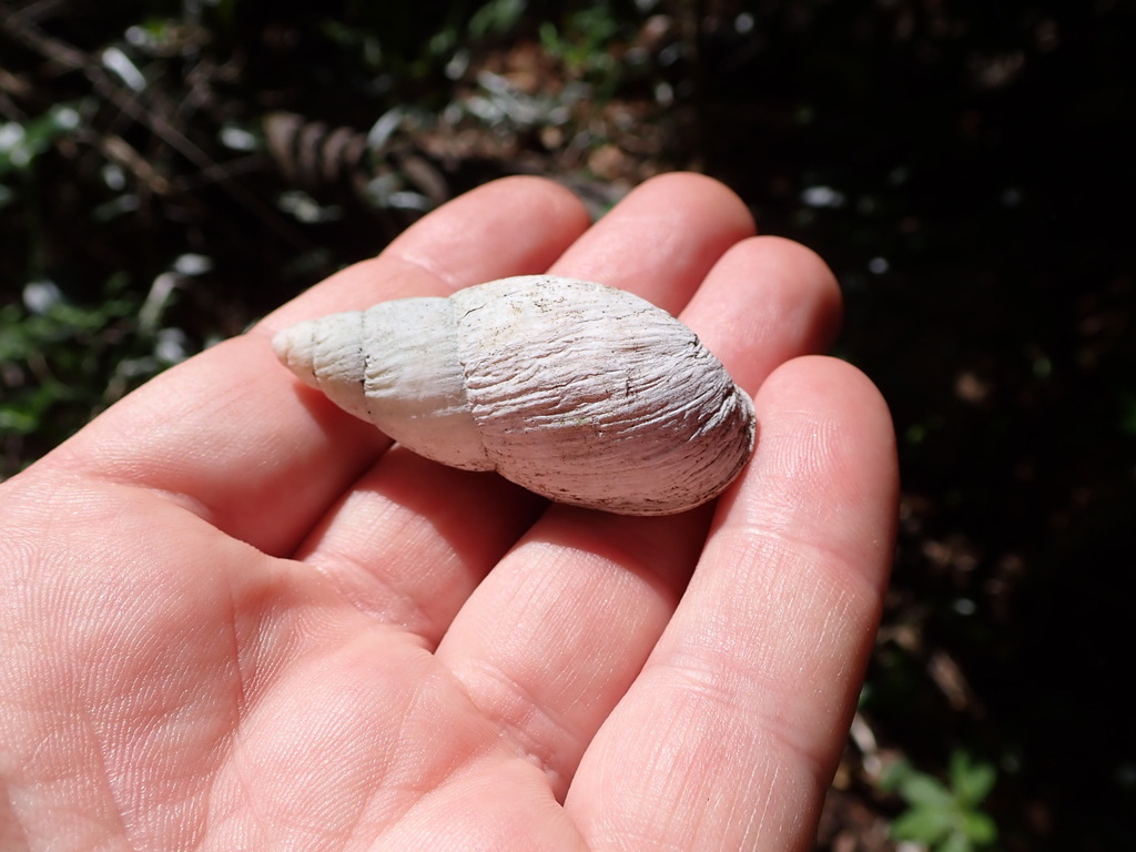 Lord Howe Flax Snail from Lord Howe Island NSW 2898, Australia on ...