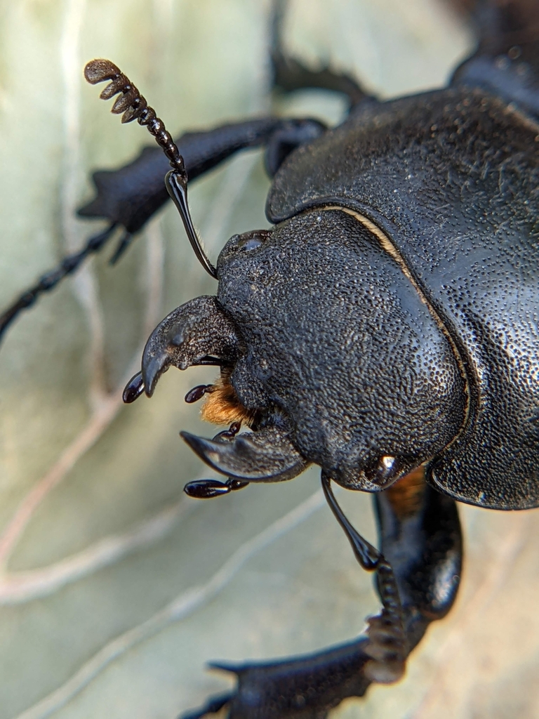 European Stag Beetle from Bicentenary Glasshouse, Woking GU23 6QA, UK ...