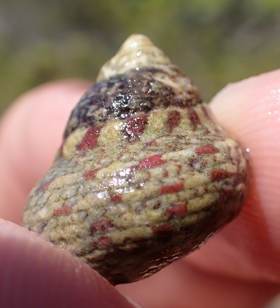 Phorcus articulatus from Sassari, Italie on September 10, 2023 at 04:33 ...