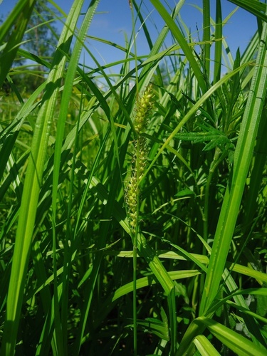 Carex vesicata · NaturaLista Colombia