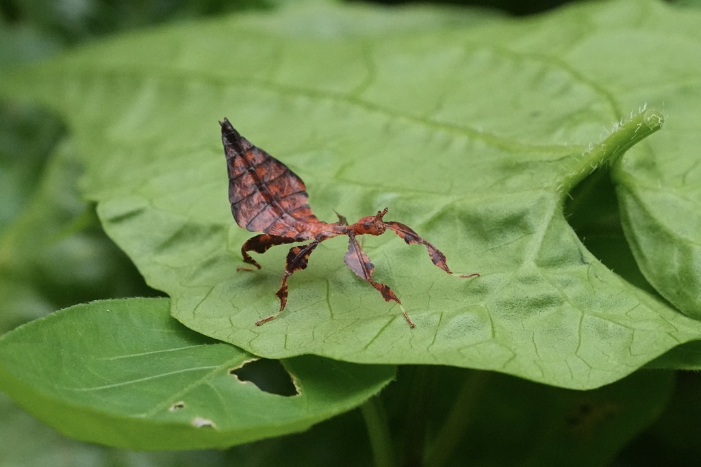 Gray's Leaf Insect from Lornie PCN on July 2, 2023 at 02:59 PM by Catalina Tong · iNaturalist