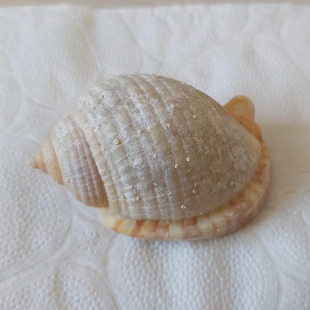 Mediterranean bonnet snail from Türkiye on September 18, 2023 at 12:22 ...