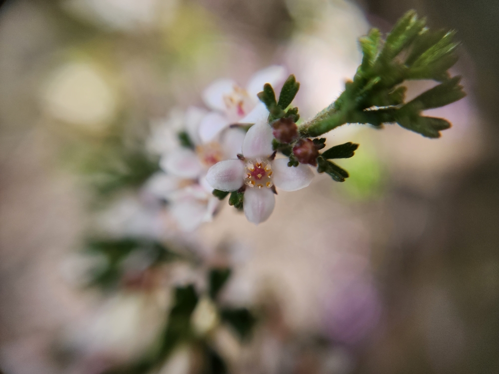 Cyanothamnus from Glenmore VIC 3340, Australia on September 17, 2023 at ...