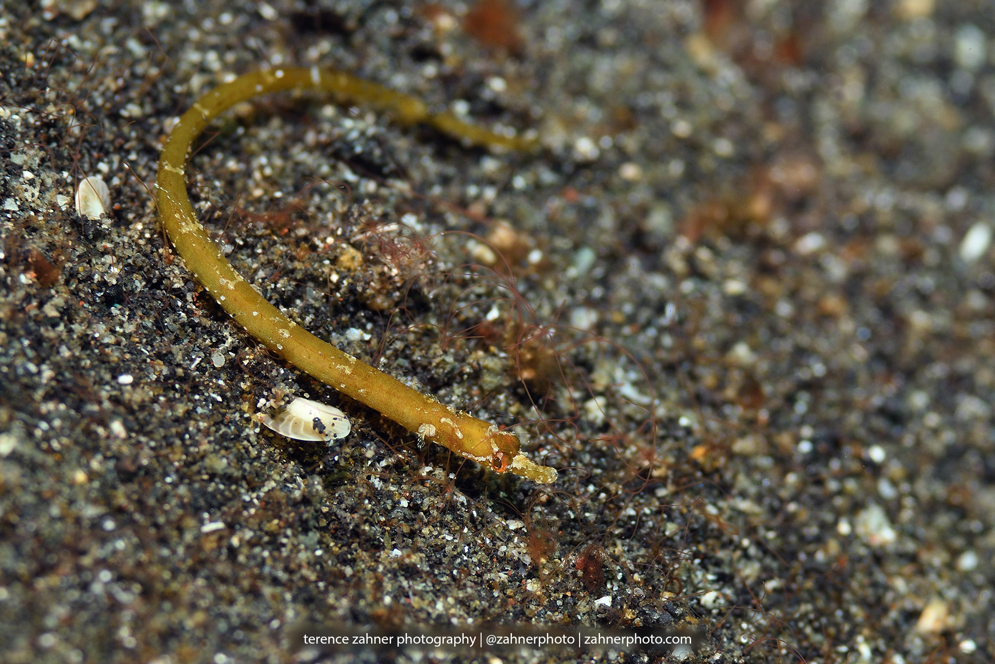 Micrognathus pygmaeus Fritzsche, 1981