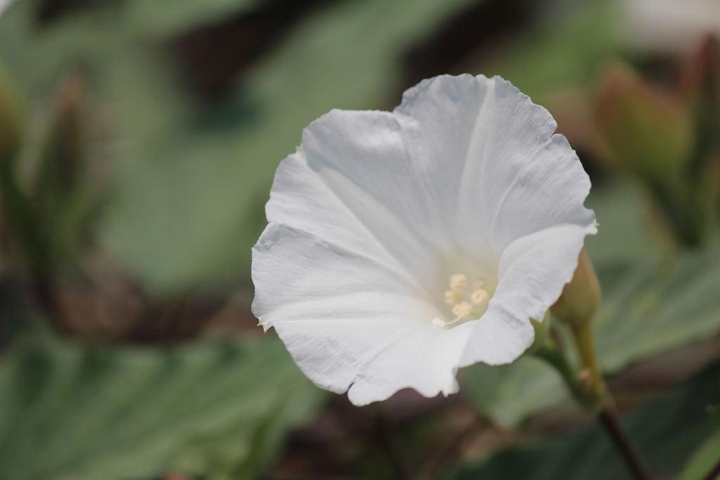 Turpeth from Changjiang, Hainan, China on February 24, 2019 at 01:02 PM ...