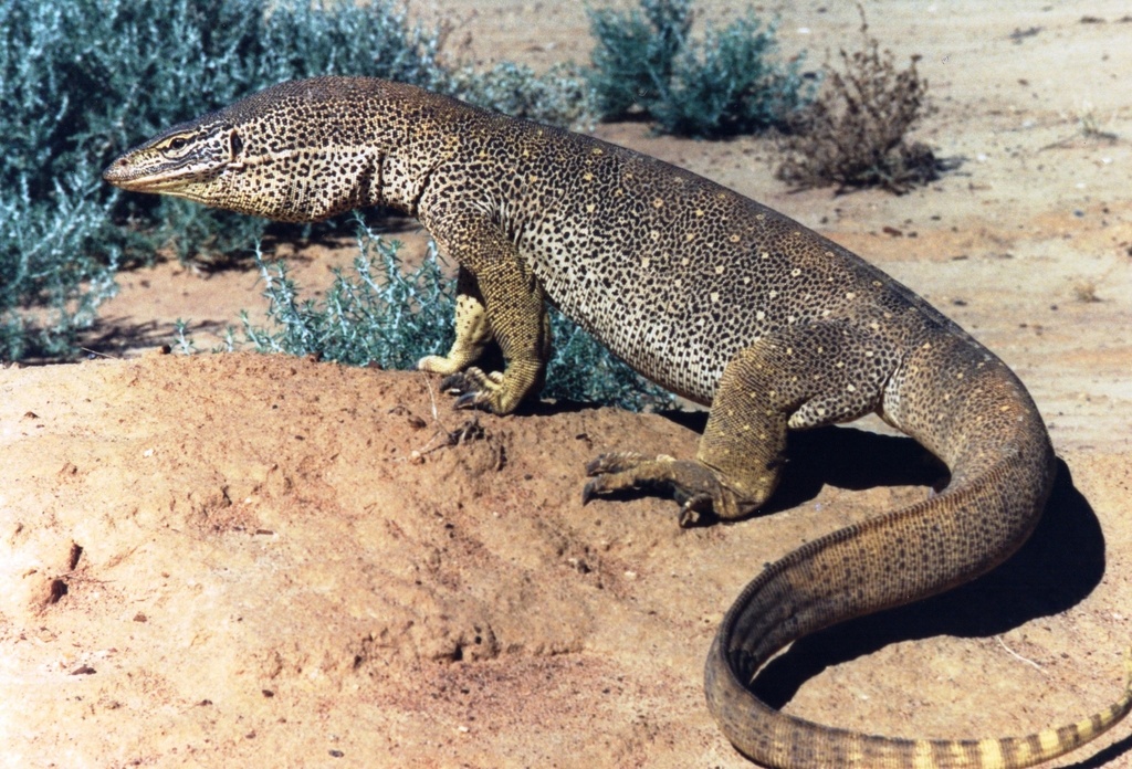 Eastern Argus Monitor from Diamantina, AU-QL, AU on June 11, 1996 at 11 ...
