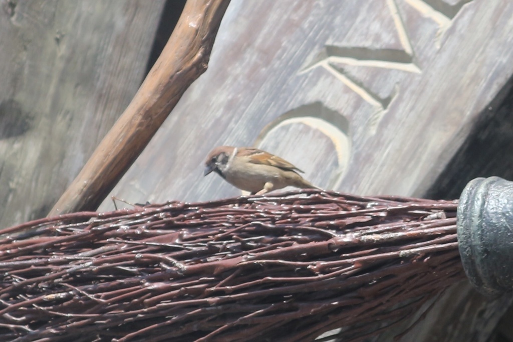 Eurasian Tree Sparrow from UNIVERSAL STUDIOS JAPAN, Konohana, Osaka ...