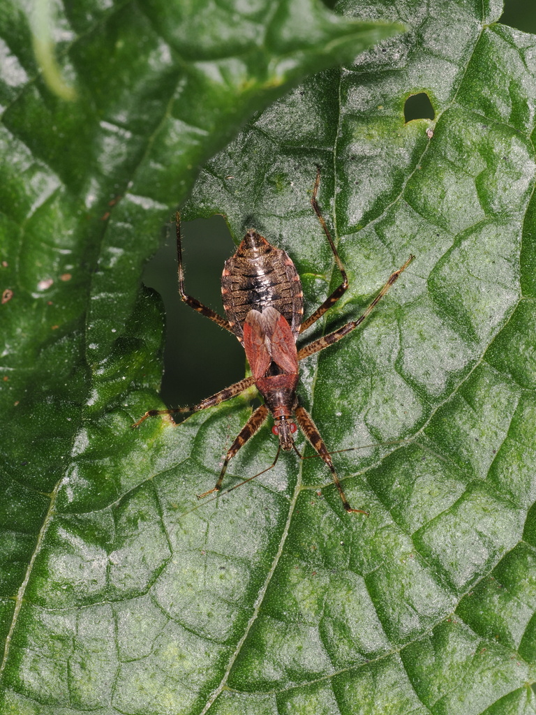 Tree Damsel Bug from 林道, 南砺市, 富山県, JP on September 18, 2023 at 11:36 AM ...