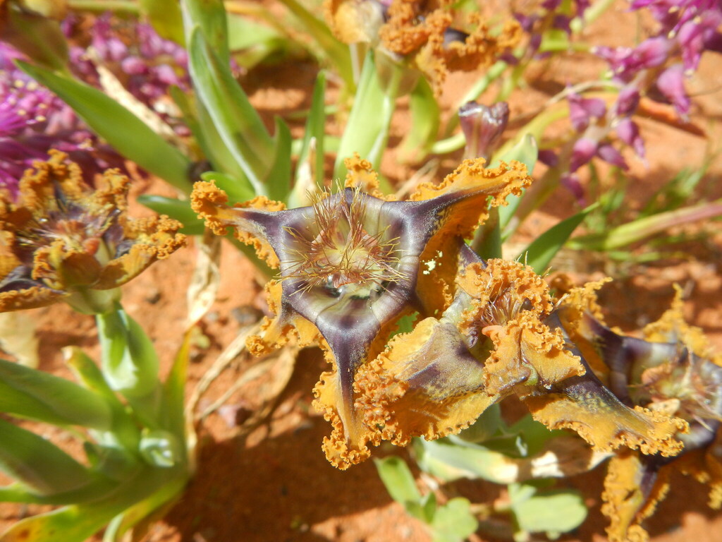Sheathing Spiderlily from West Coast District Municipality, South ...