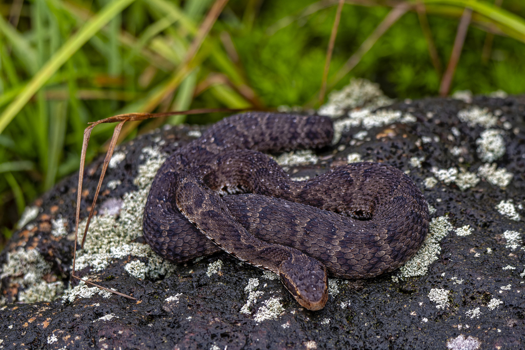 Ussuri Mamushi from Jocheon-eup, Jeju-si, Jeju-do, South Korea on ...