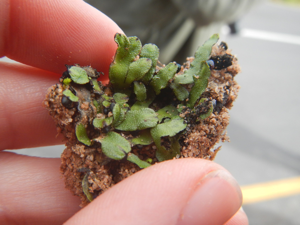 Orobus-seed Liverwort from West Coast District Municipality, South ...