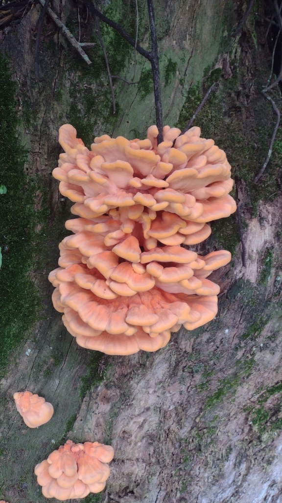 chicken of the woods from Suba, Bogotá, Colombia on April 19, 2023 by ...